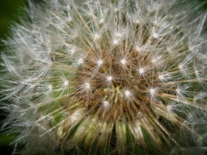 A walk with a macro lens | Nigel Burley Photography